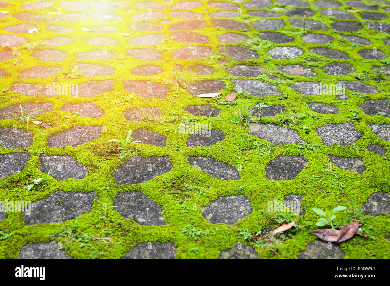 Green moss on brick walkway / green plant and mos growing on ground ...