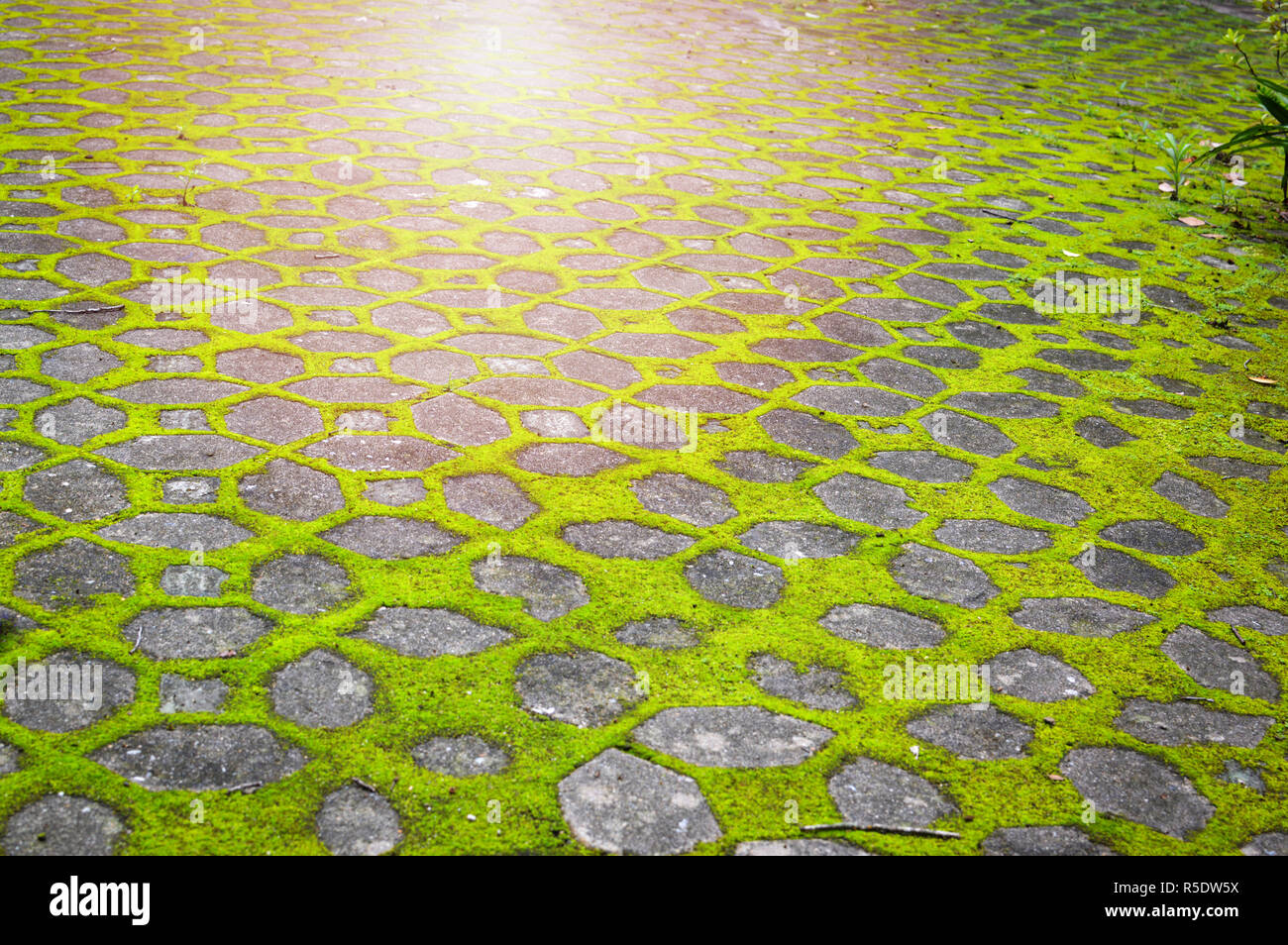 Green moss on brick walkway / green plant and mos growing on ground ...