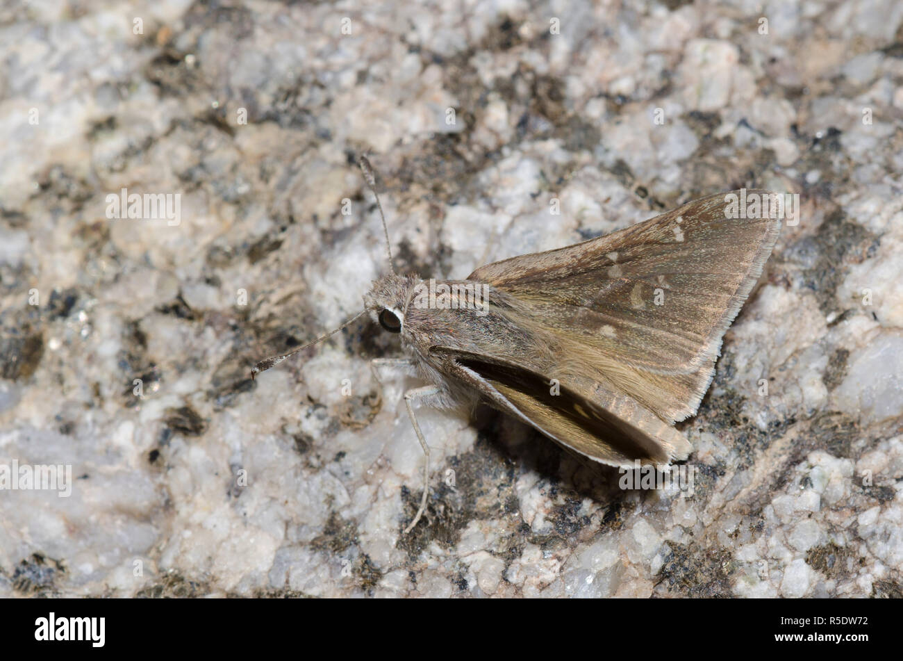 Viereck's Skipper, Atrytonopsis vierecki Stock Photo - Alamy