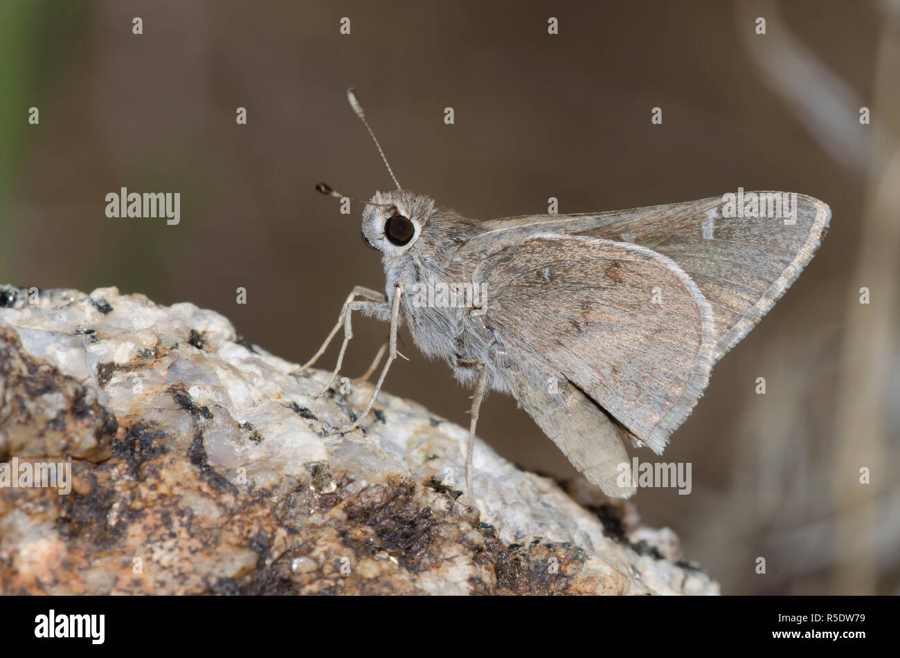 Viereck's Skipper, Atrytonopsis vierecki Stock Photo - Alamy