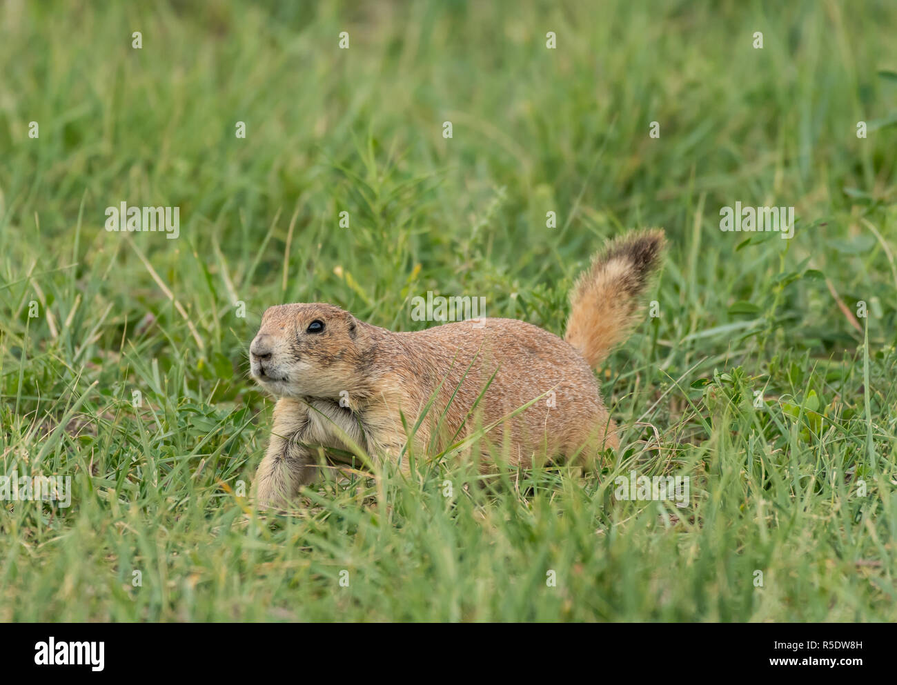 Senses danger hi-res stock photography and images - Alamy