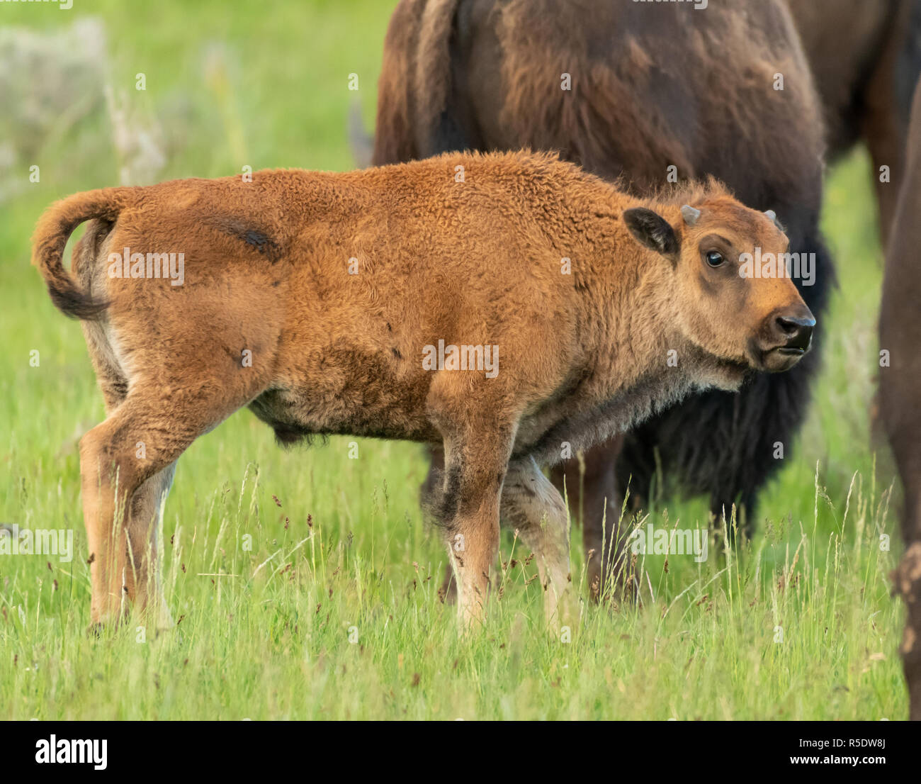 Profile of Baby Bison Looking Across Field in Summer Stock Photo - Alamy