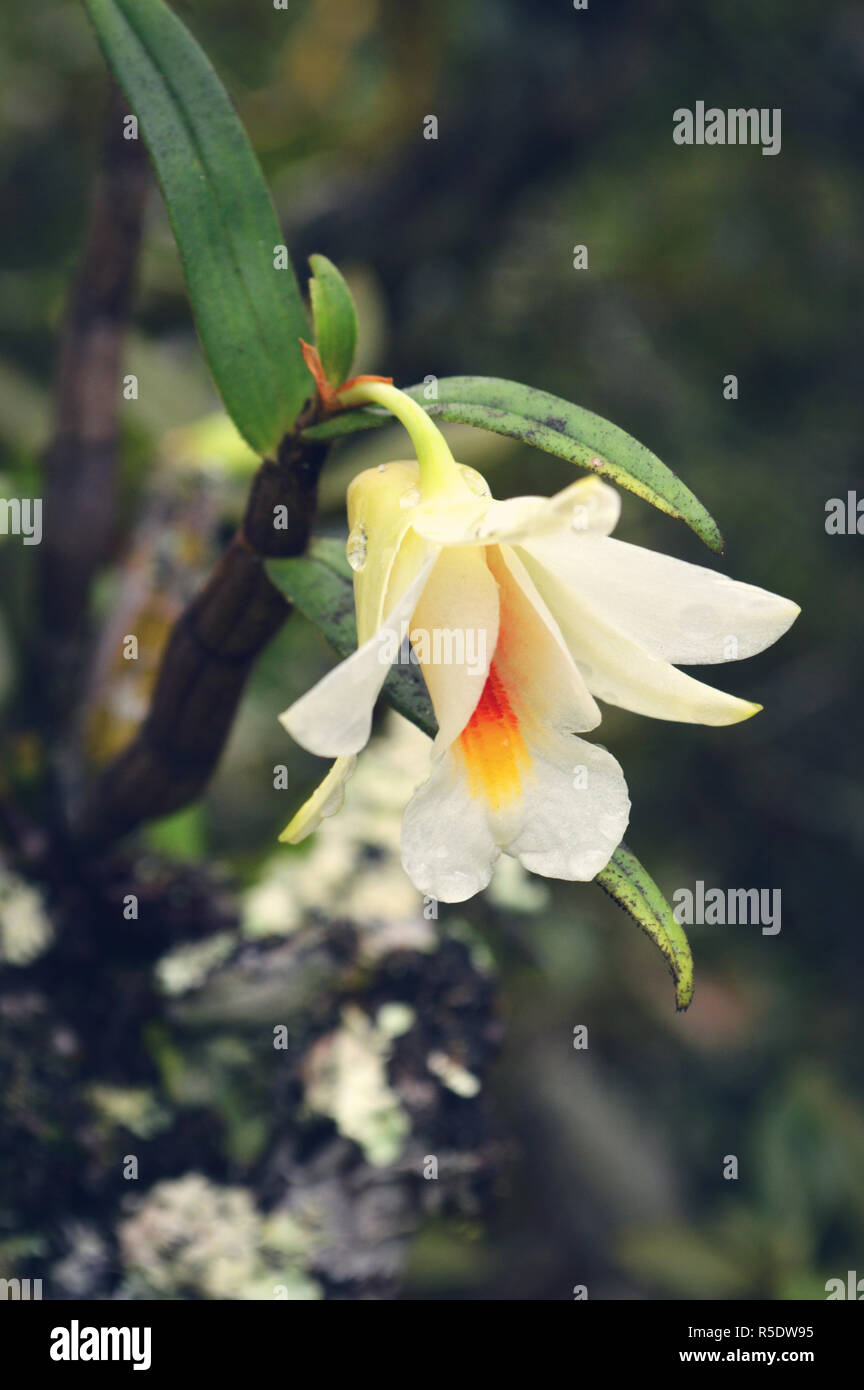 white orchid wild / dendrobium christyanum forest orchid nature Stock ...