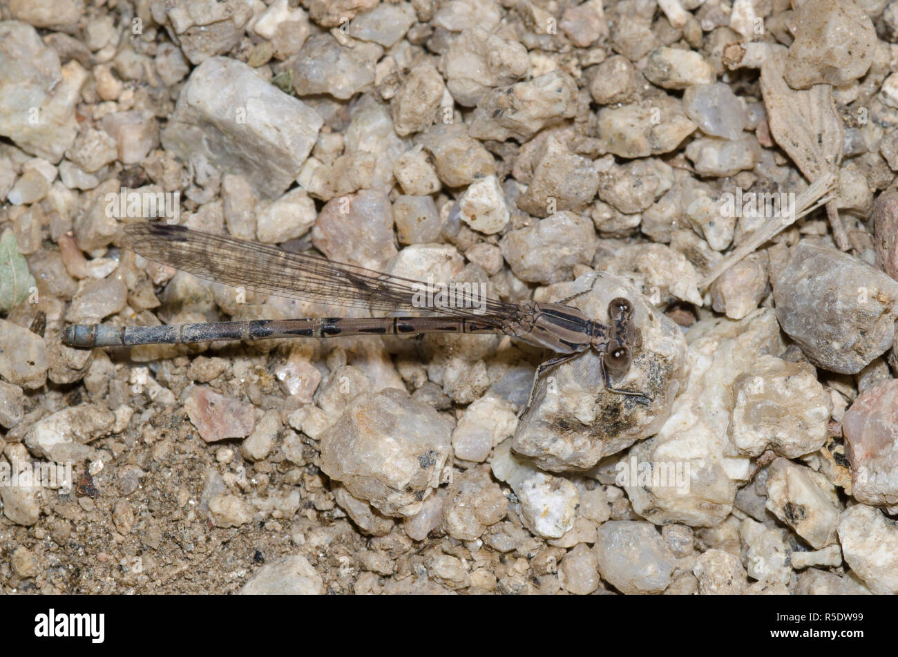 Vivid Dancer, Argia vivida, female Stock Photo - Alamy