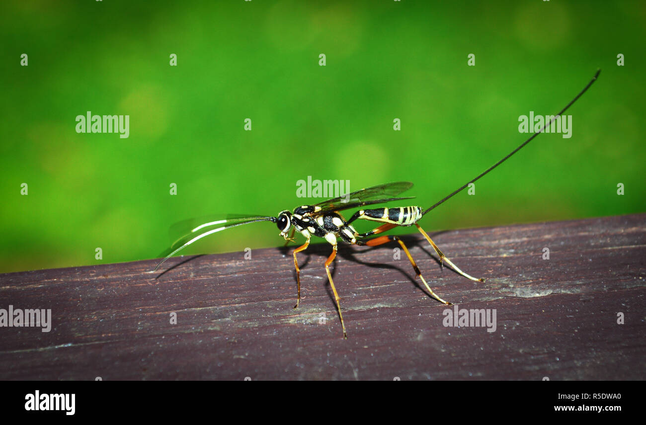 tree wasp or paper wasp insect on wood on nature green background Stock ...