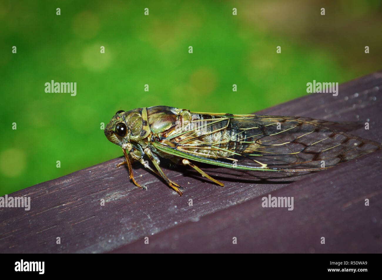 Cicada Bug , Cicada insect on wood on Green background Stock Photo - Alamy