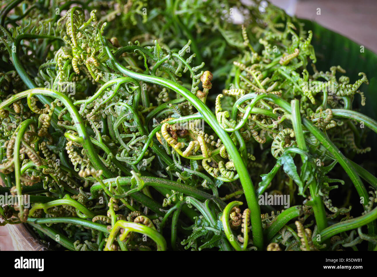 fresh green ferns from the forest for food / nature vegetable in thai ...