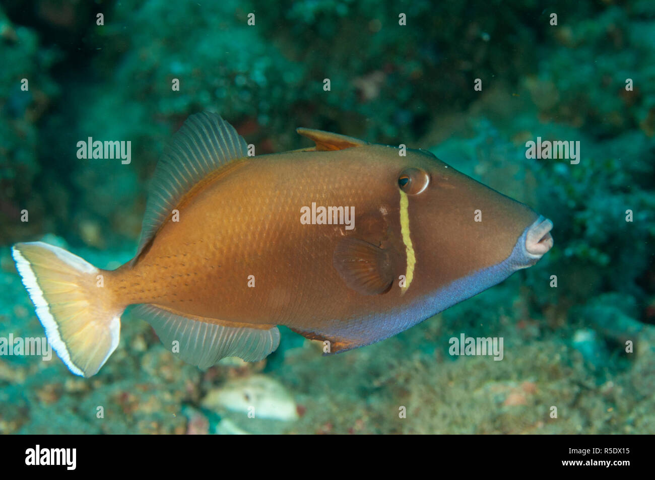 Flagtail Triggerfish, Sufflamen chrysopterum, Pyramids dive site, Amed ...