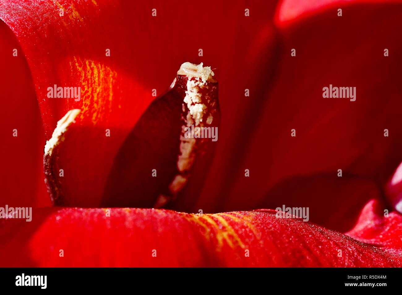 Red flowers with raindrops captured using macro photography at close up ...