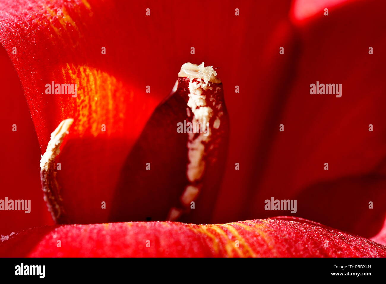 Red flowers with raindrops captured using macro photography at close up ...