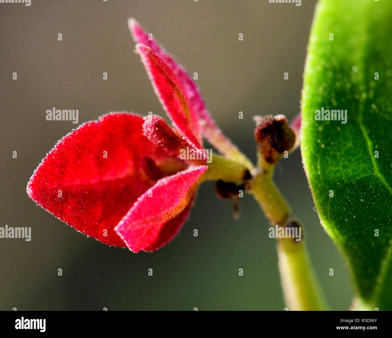 Red flowers with raindrops captured using macro photography at close up ...