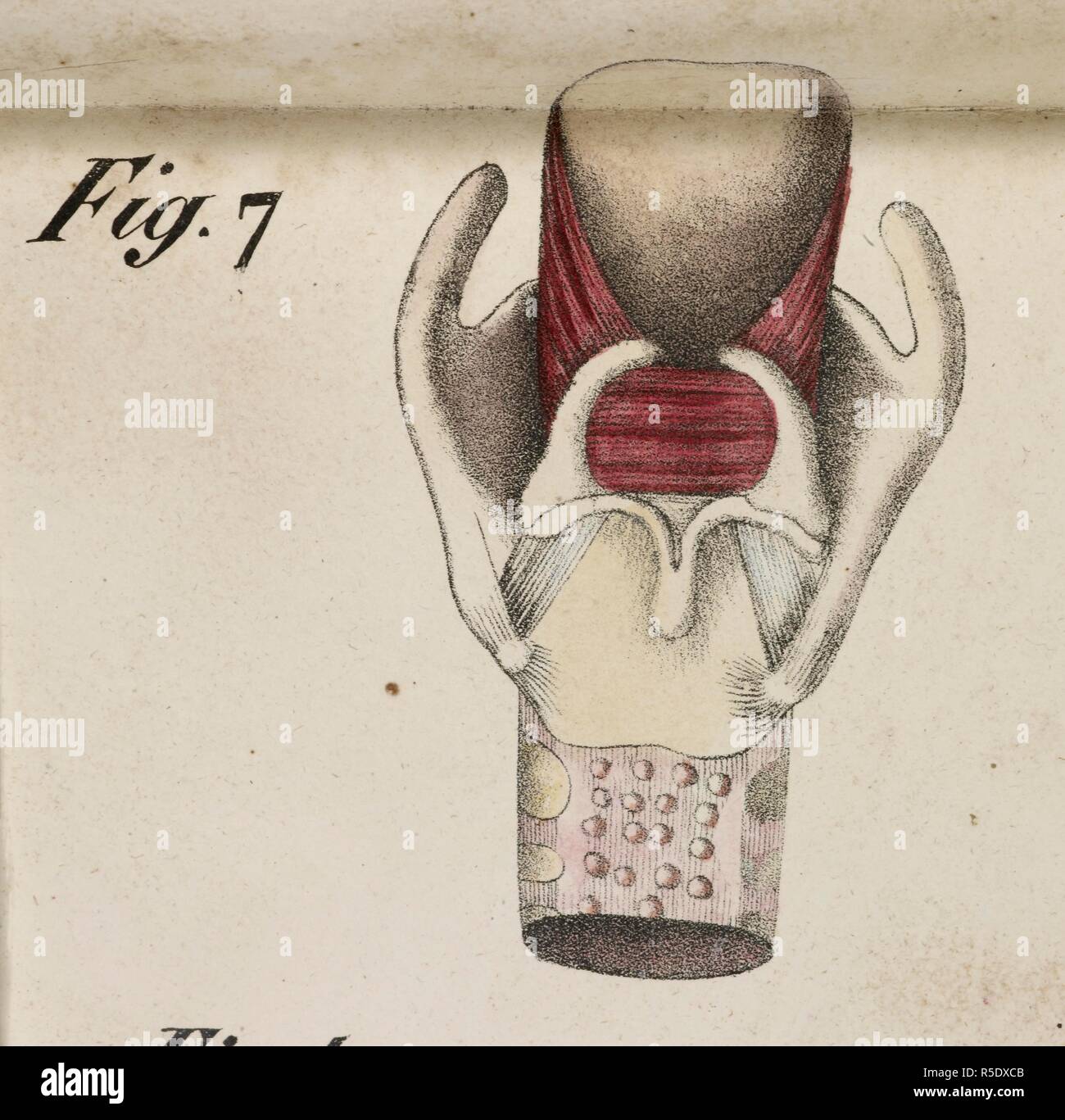 Larynx drawing hi-res stock photography and images - Alamy