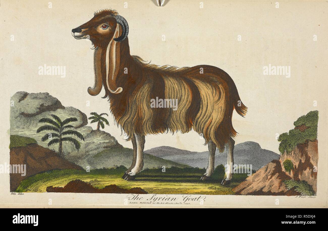 The Syrian goat. An universal system of natural history including the ...
