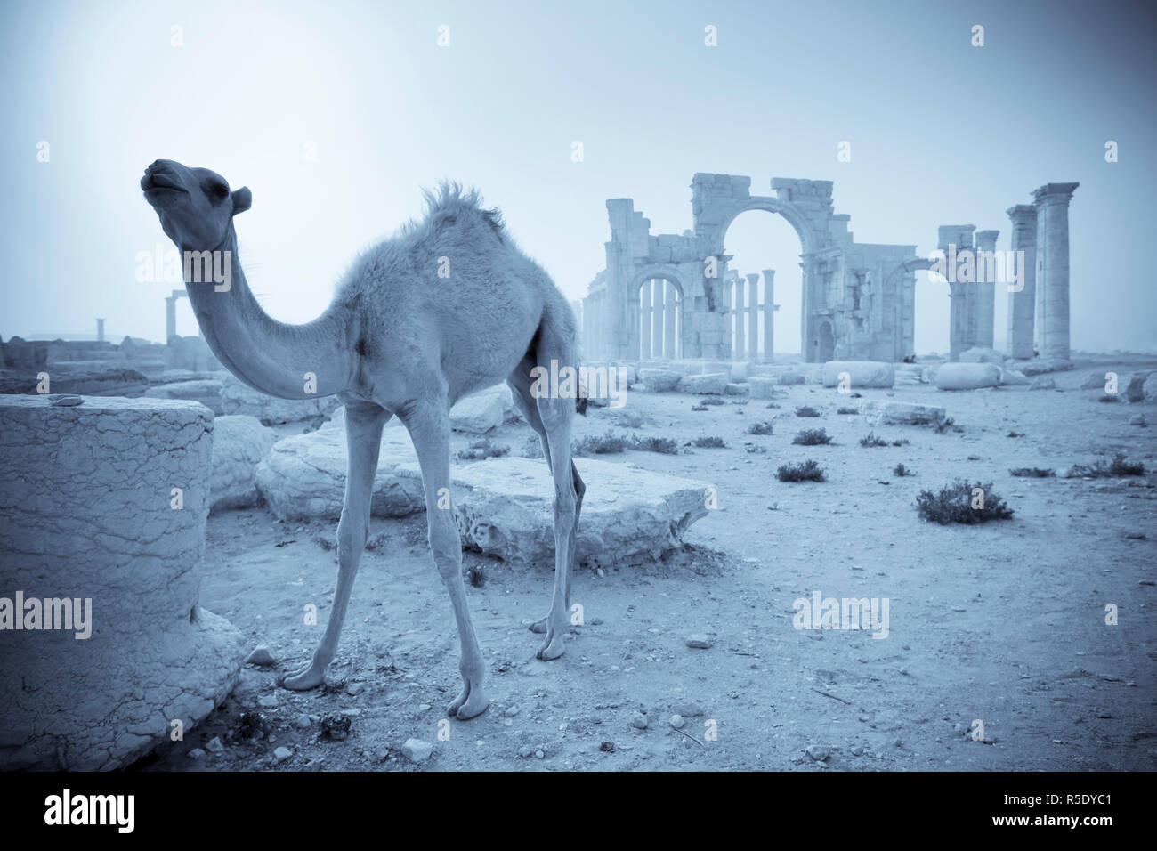 Zenobia queen palmyra syria camel hi-res stock photography and images ...