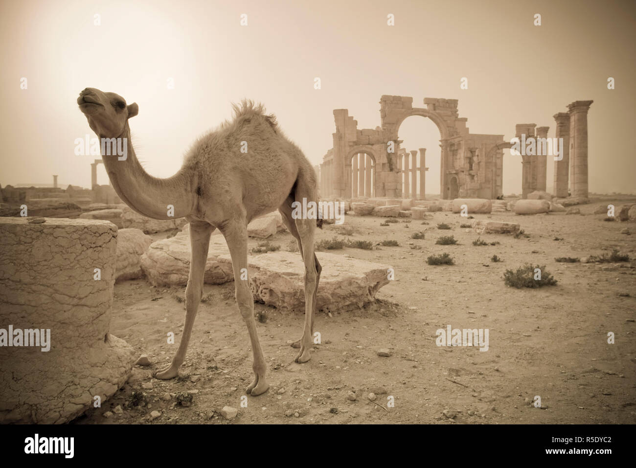 Syria, Palmyra ruins (UNESCO Site), Camel and Monumental Arch Stock ...