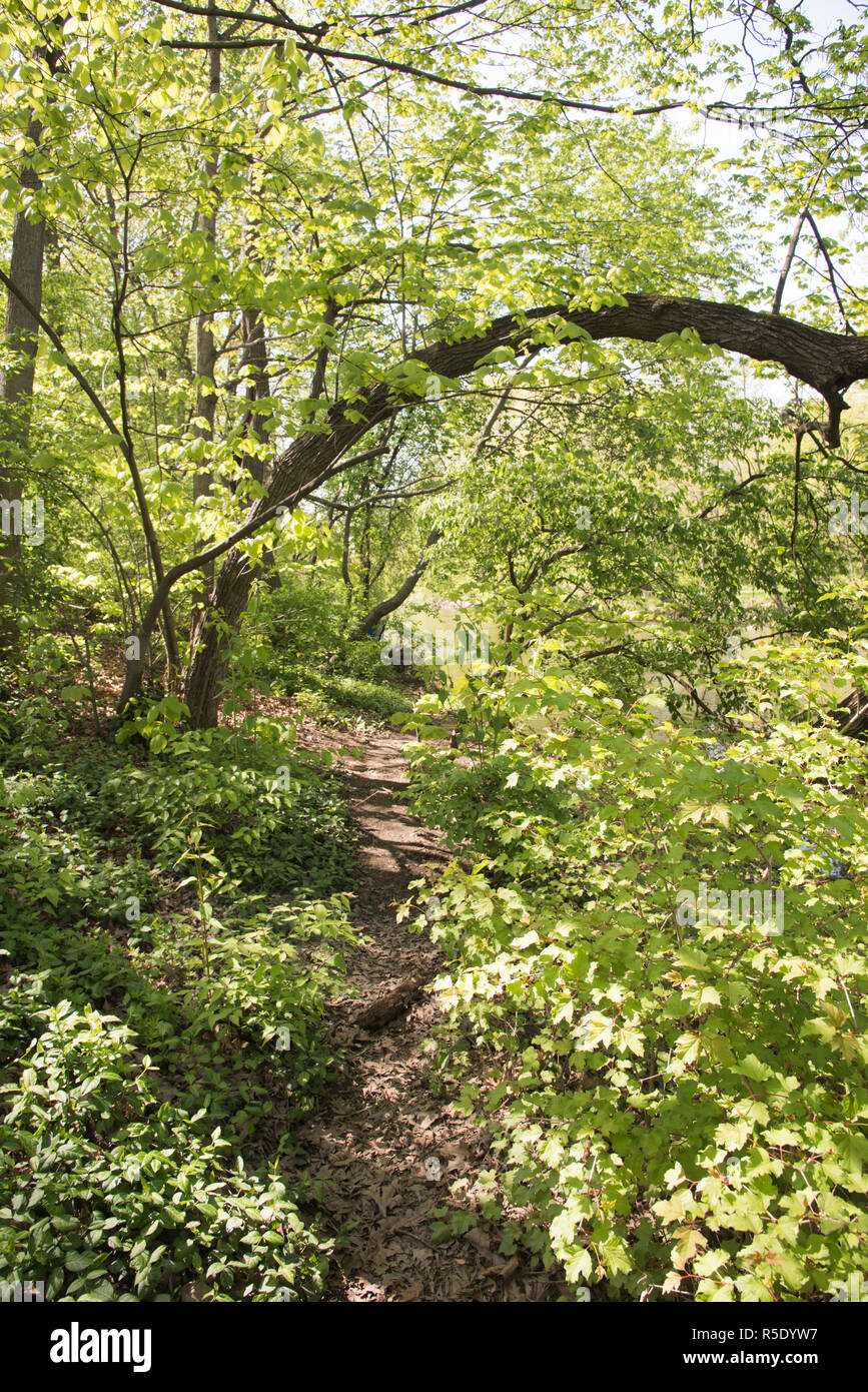 Narrow dirt path through wild greenery at remote end of the Riverwalk ...
