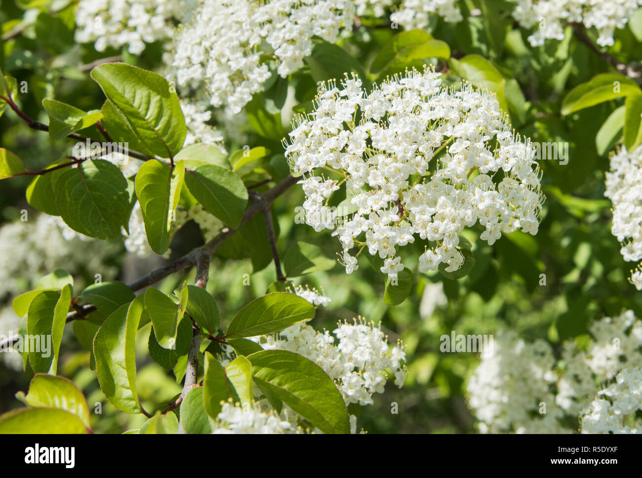 White flowering bush in closeup detail growing along the Riverwalk in ...