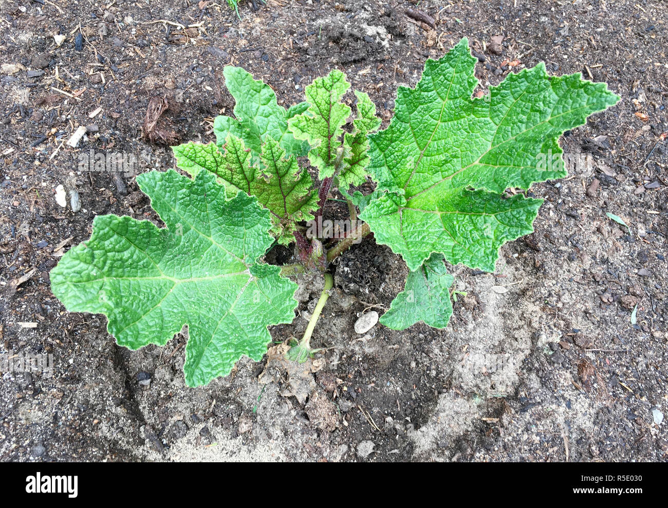young tropical giant leaf (gunnera manicata) in close-up Stock Photo ...