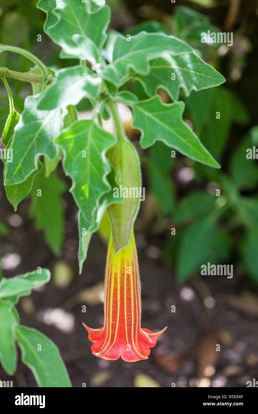Red Angel's Trumpet (Brugmansia sanguinea Stock Photo - Alamy