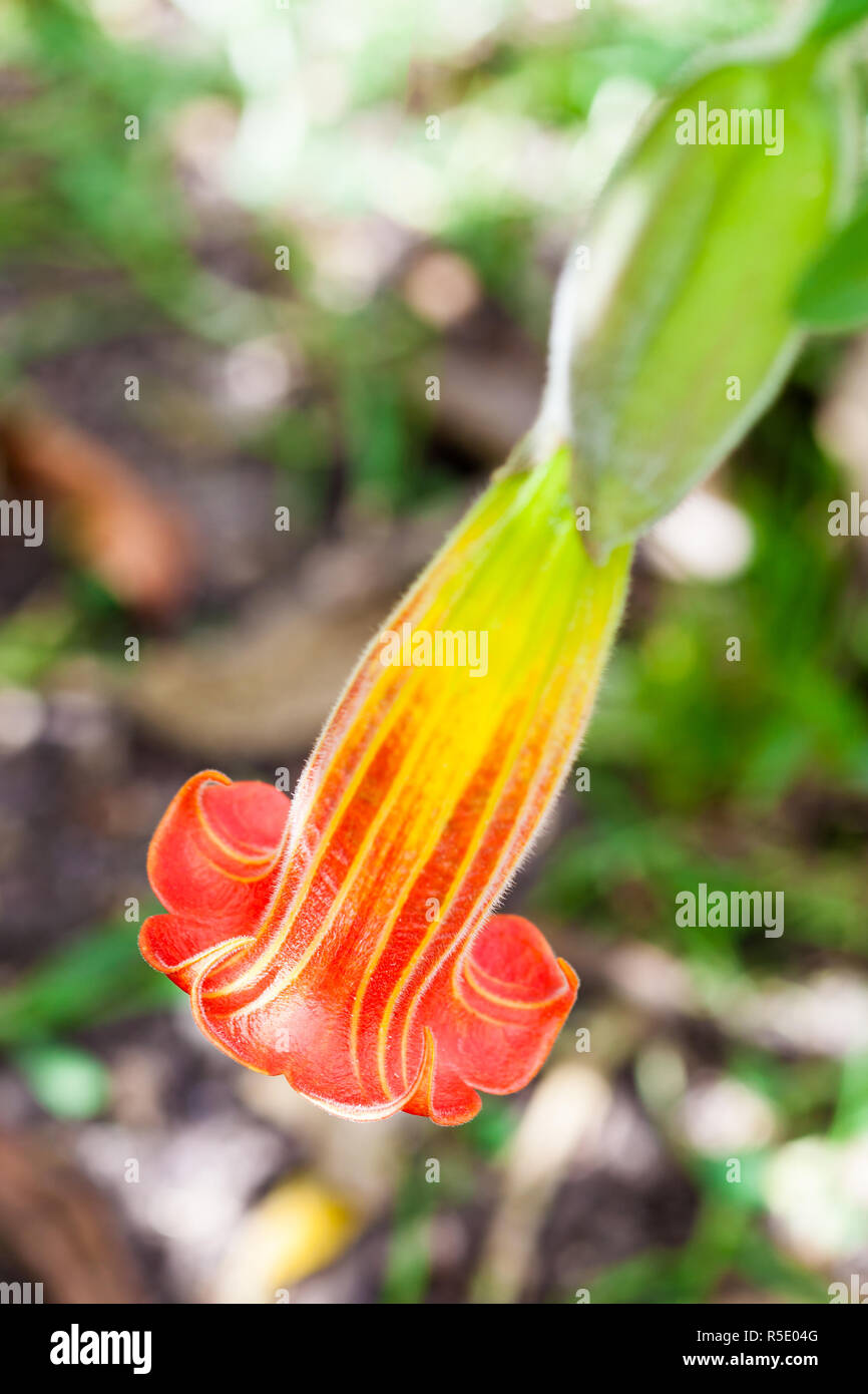 Red Angel's Trumpet (Brugmansia sanguinea Stock Photo - Alamy
