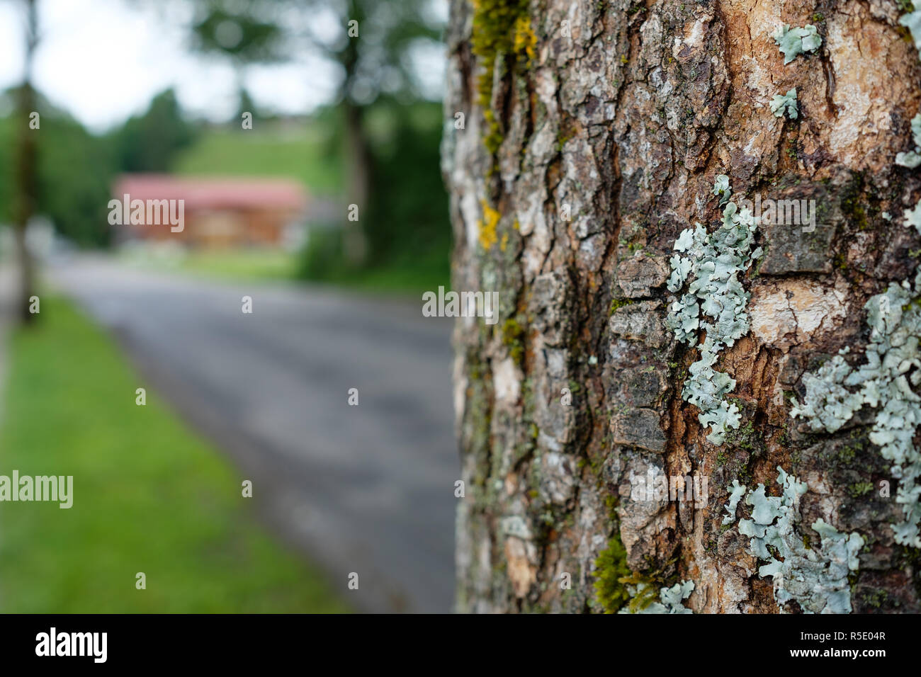 old tree with coarse bark and lichens and moss Stock Photo - Alamy