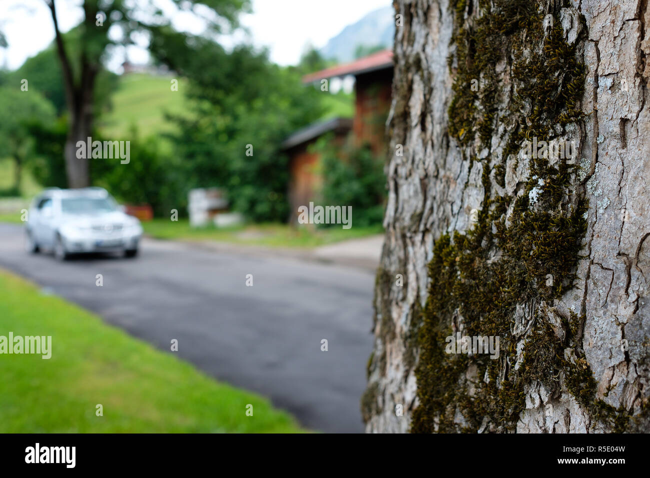 tree trunk with moss on a road with car in blur Stock Photo - Alamy