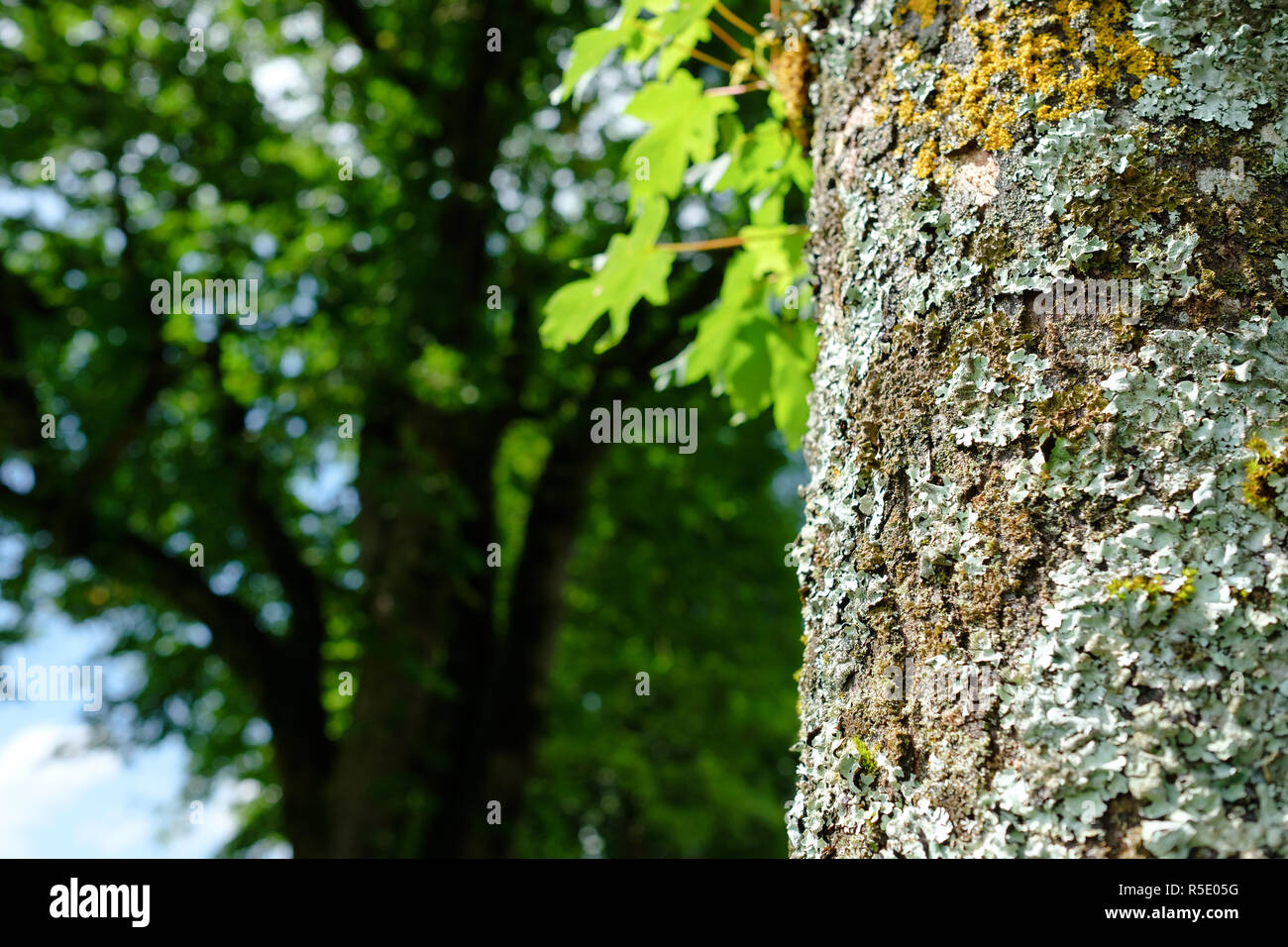 Maple tree bark lichens hi-res stock photography and images - Alamy