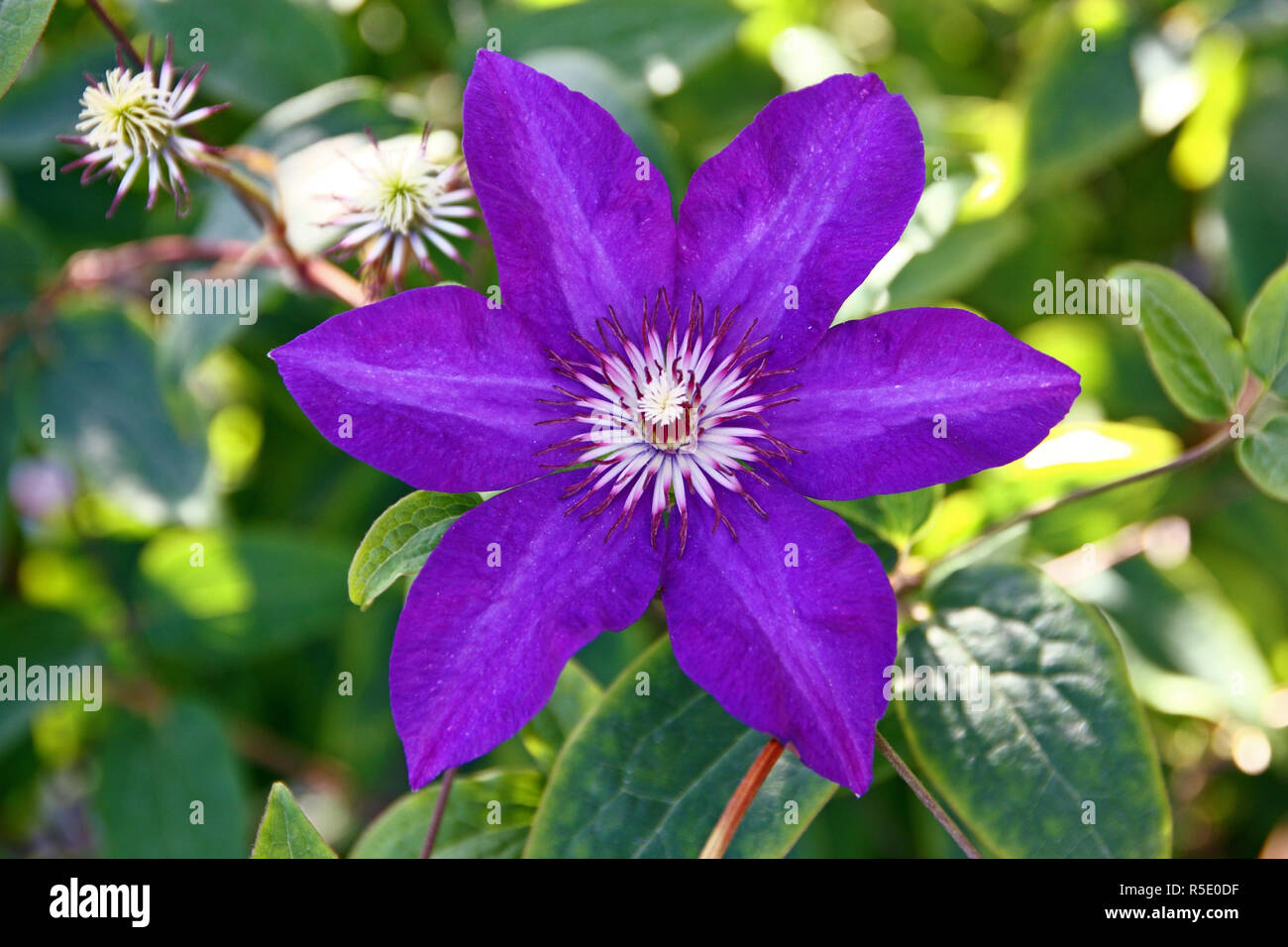 Flower of violet clematis Stock Photo - Alamy