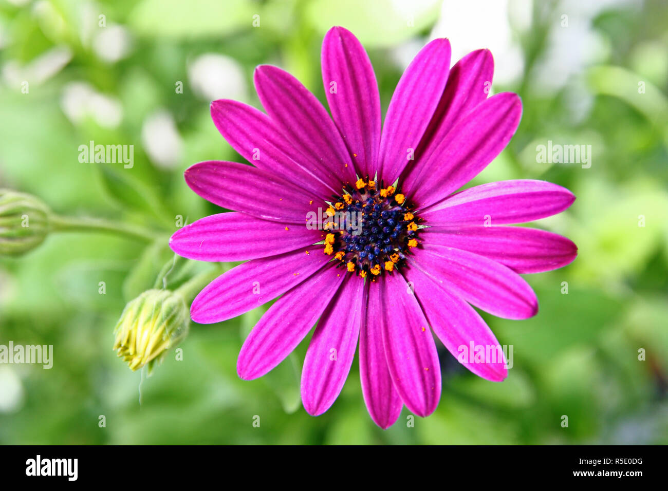 Flower of African daisy Stock Photo - Alamy