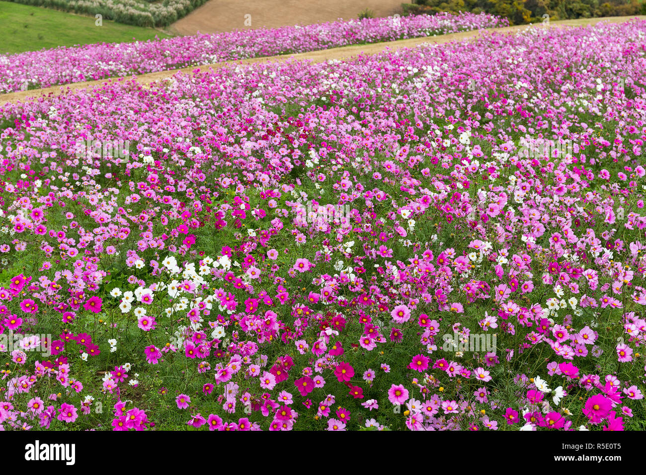 Cosmos flower field Stock Photo - Alamy