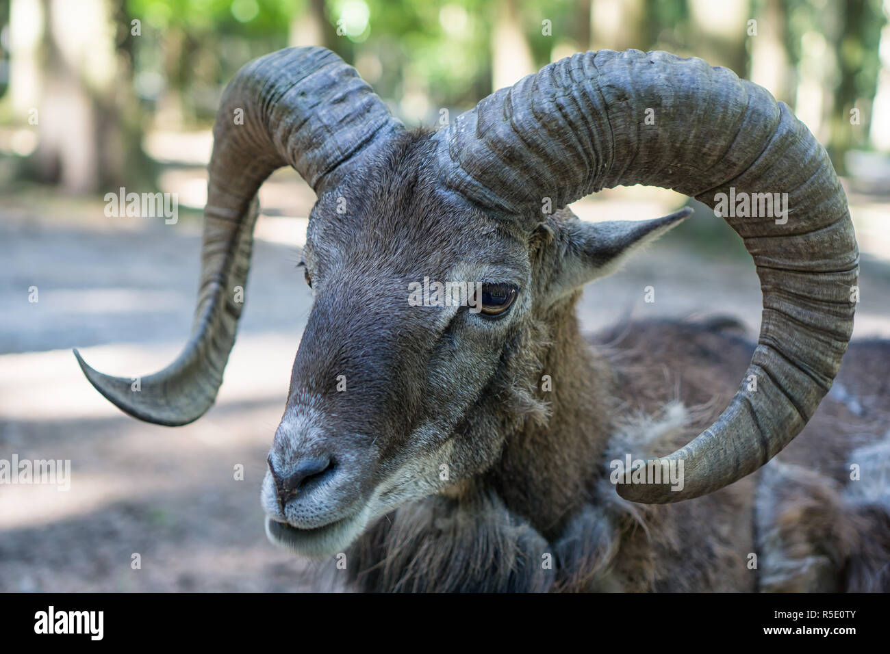 portrait of a moufflon - moufflon goat with magnificent horn Stock ...
