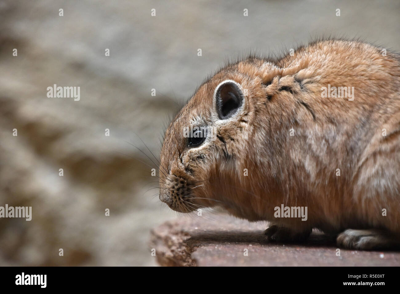 Rat head profile hi-res stock photography and images - Alamy
