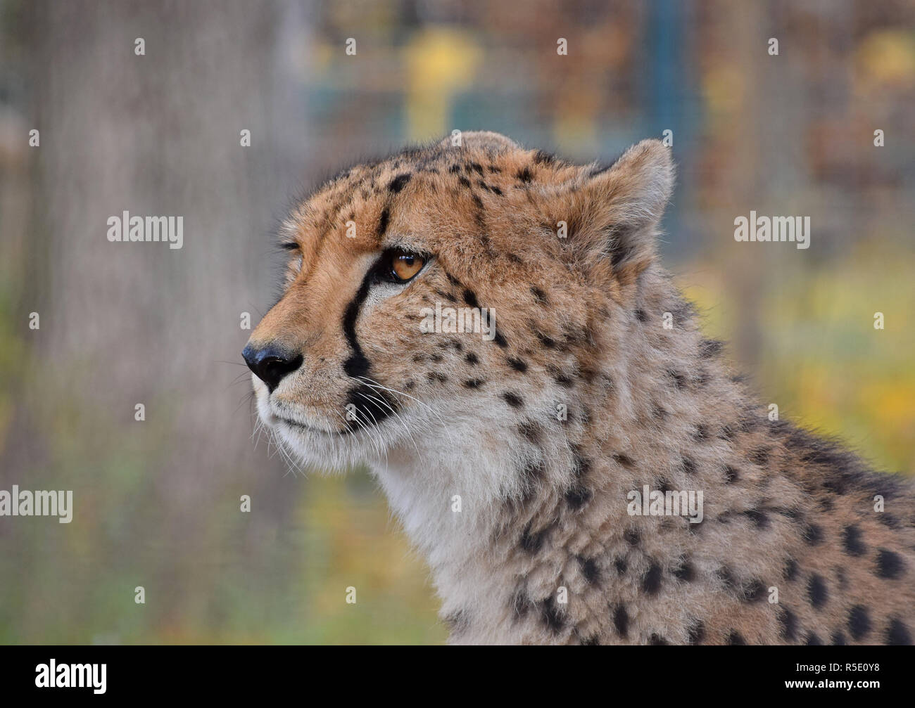 Close up side profile portrait of cheetah Stock Photo - Alamy