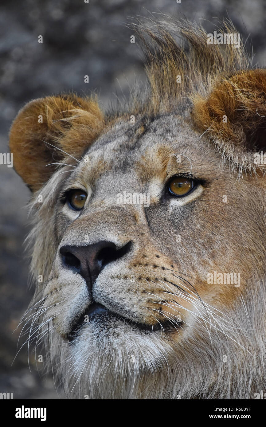 Extreme close up portrait of young African lion Stock Photo - Alamy