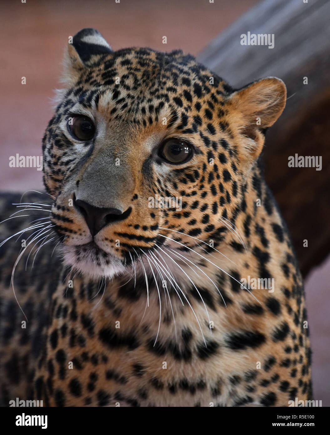 Amur leopard head portrait hi-res stock photography and images - Alamy