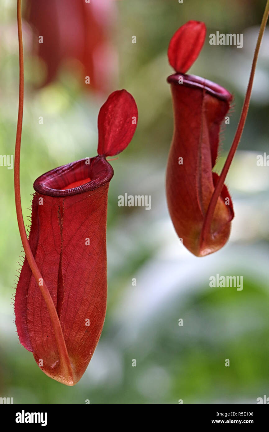 pit pits of carnivorous pitcher plant nepenthes Stock Photo - Alamy