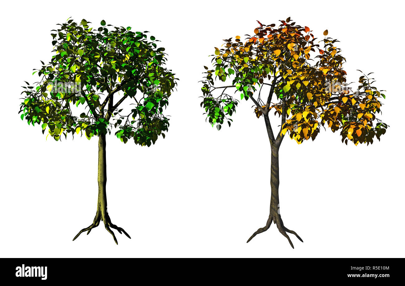 deciduous trees with canopy exposed Stock Photo - Alamy