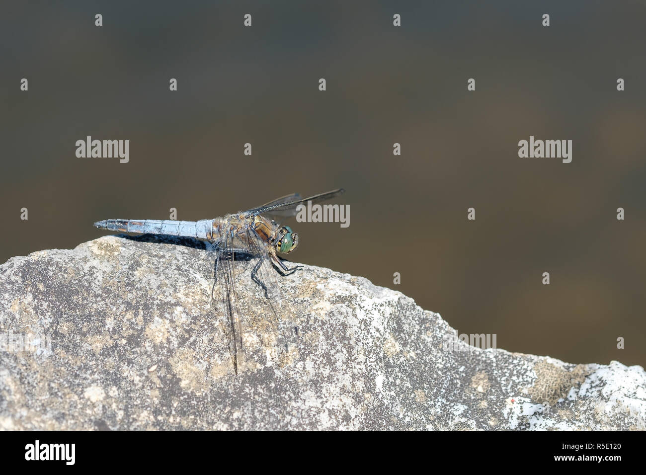 Insect with blue eyes hi-res stock photography and images - Alamy