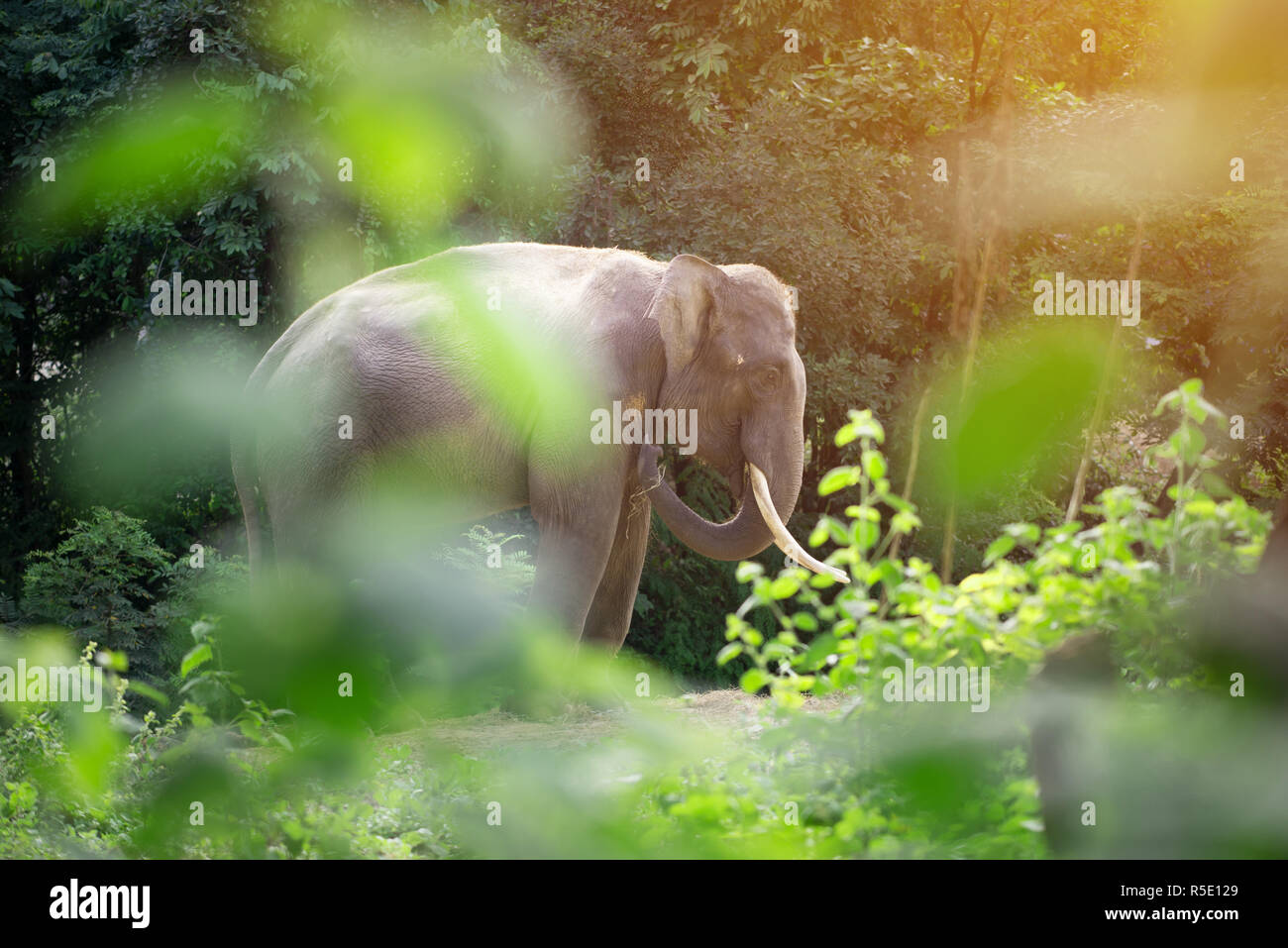 male asia elephant standing behind the bush Stock Photo - Alamy