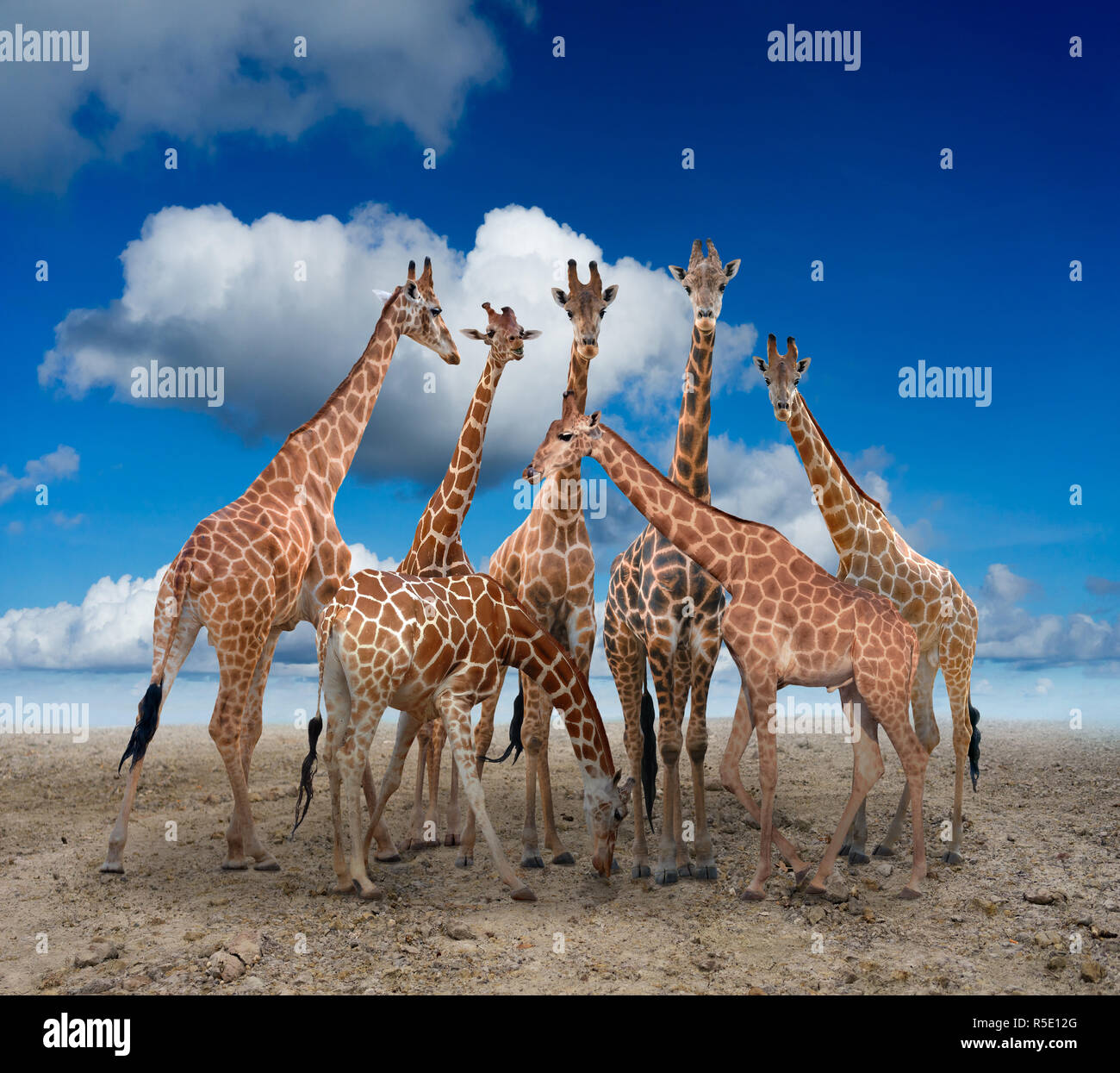 group of giraffe standing on the ground Stock Photo - Alamy
