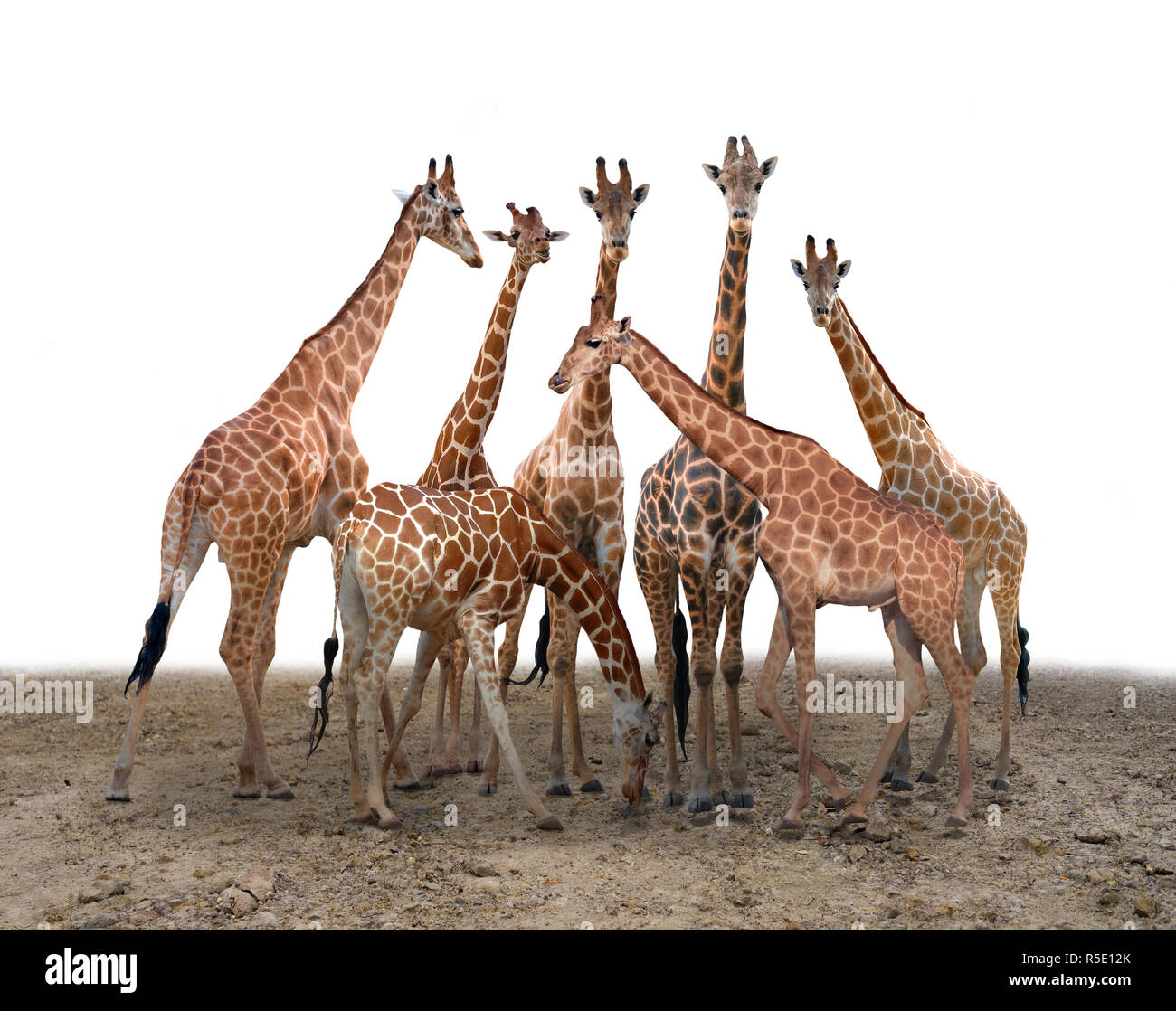 group of giraffe standing on the ground Stock Photo - Alamy