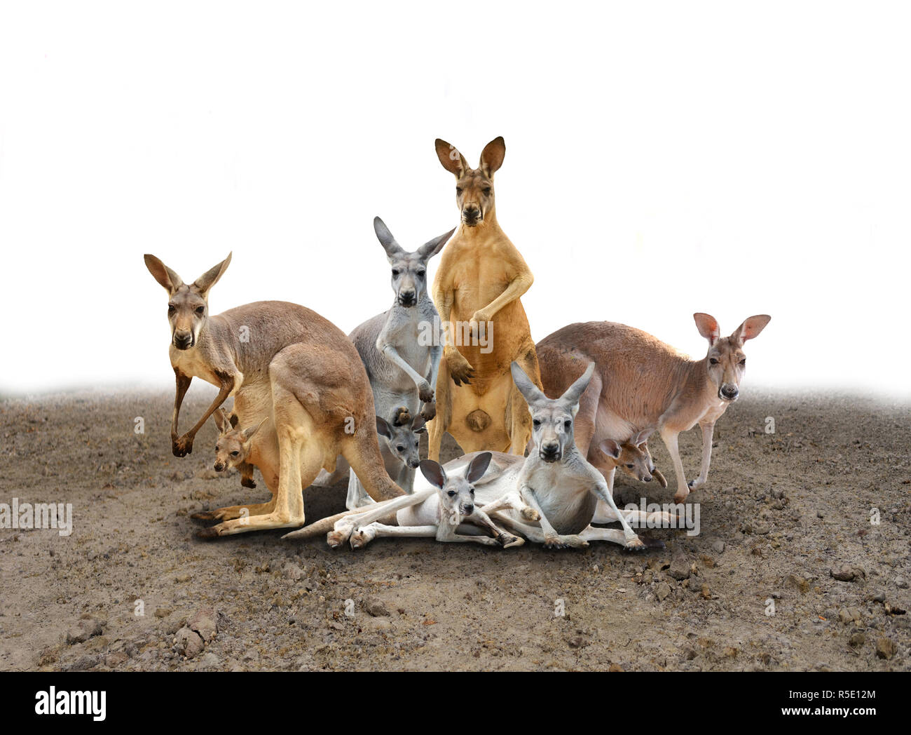 kangaroo standing on the ground Stock Photo - Alamy