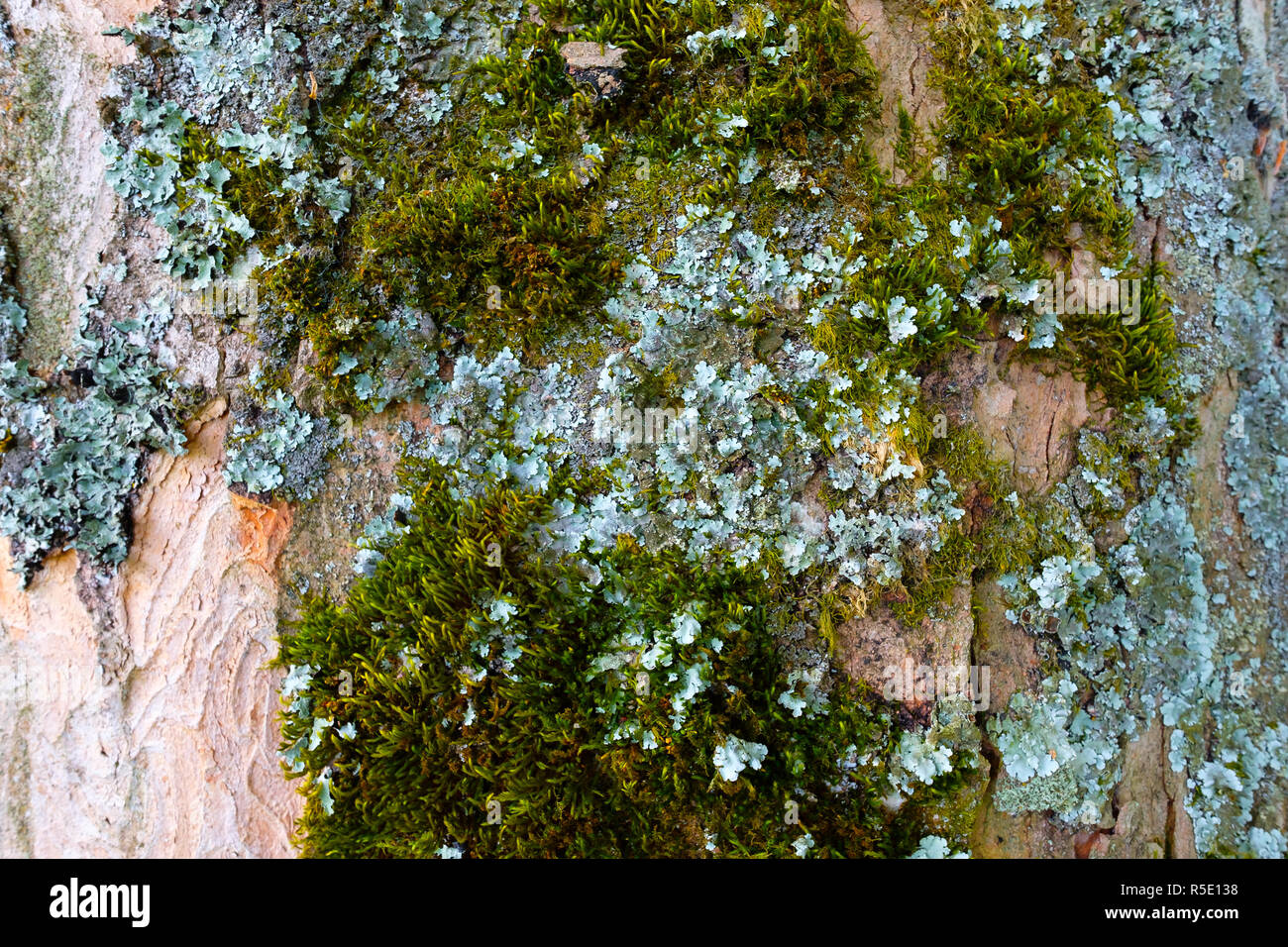 Moss on a bark hi-res stock photography and images - Alamy