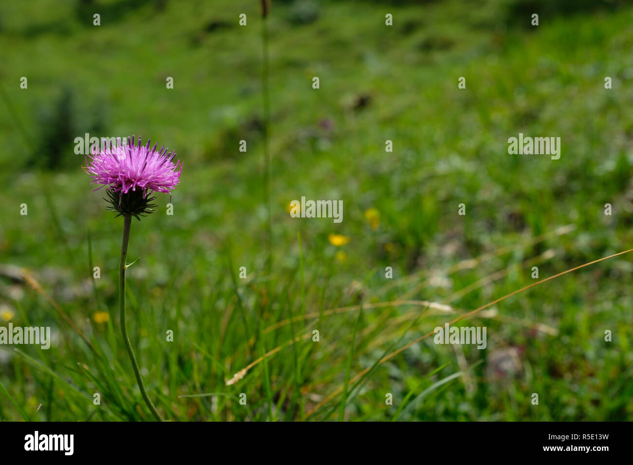 purple flower of a knapweed (centaurea) in the allgÃ¤u Stock Photo - Alamy
