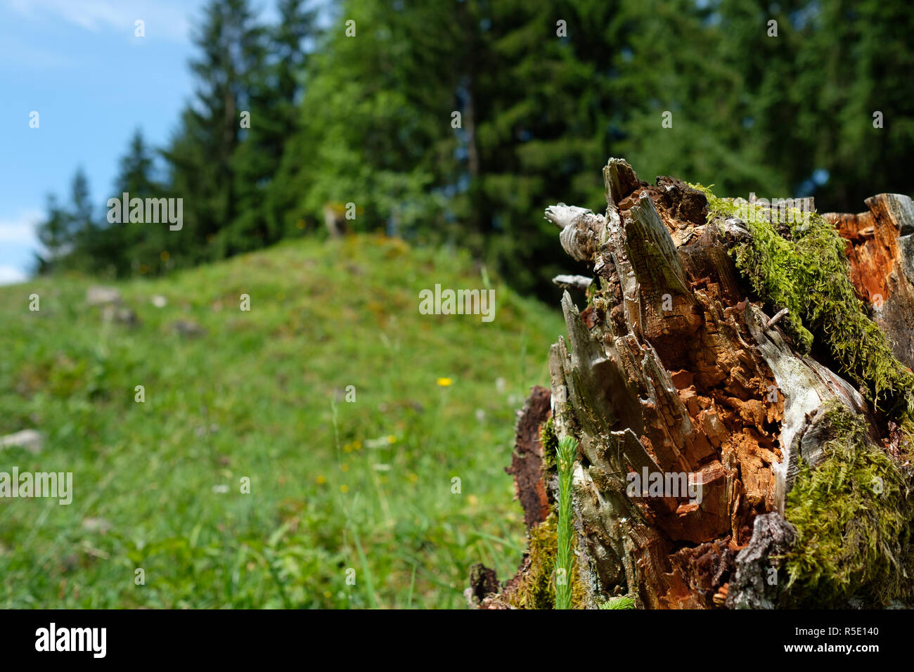 tree stump on the felled tree on an alpine meadow in the allgÃ¤u Stock ...