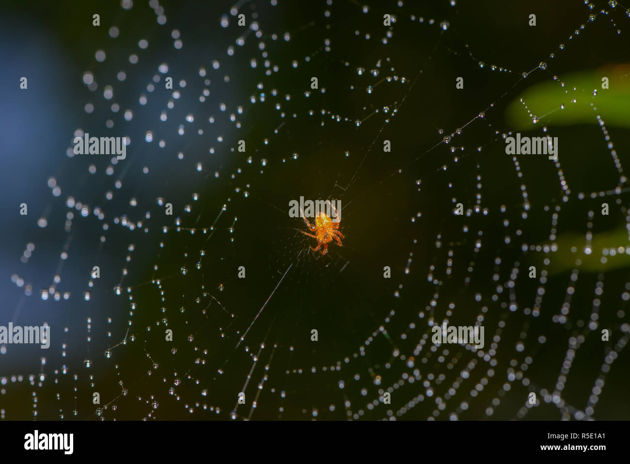 little spider in her web Stock Photo - Alamy