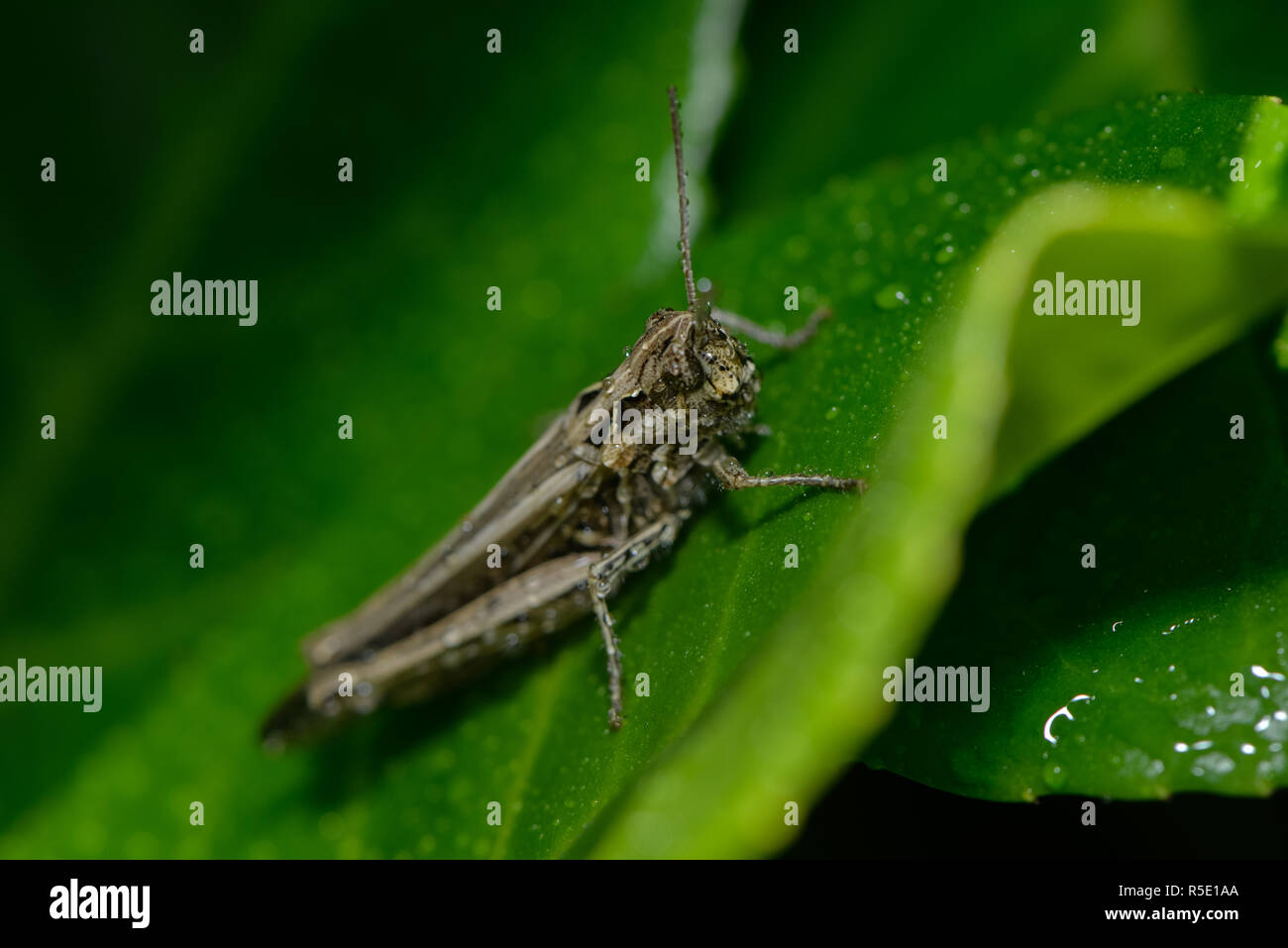 grasshopper in the rain on a leaf Stock Photo - Alamy