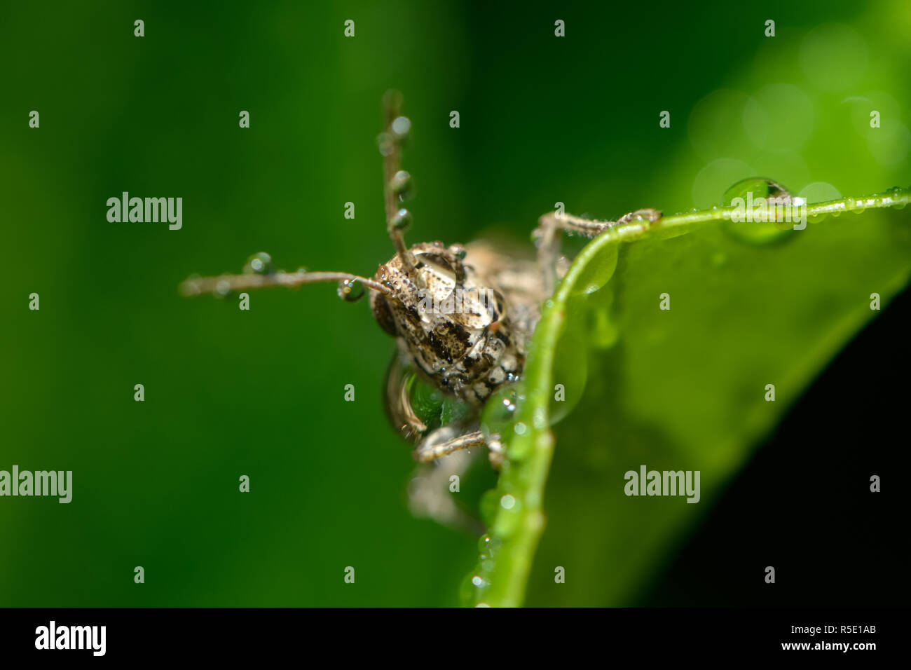 grasshopper in the rain on a leaf Stock Photo - Alamy