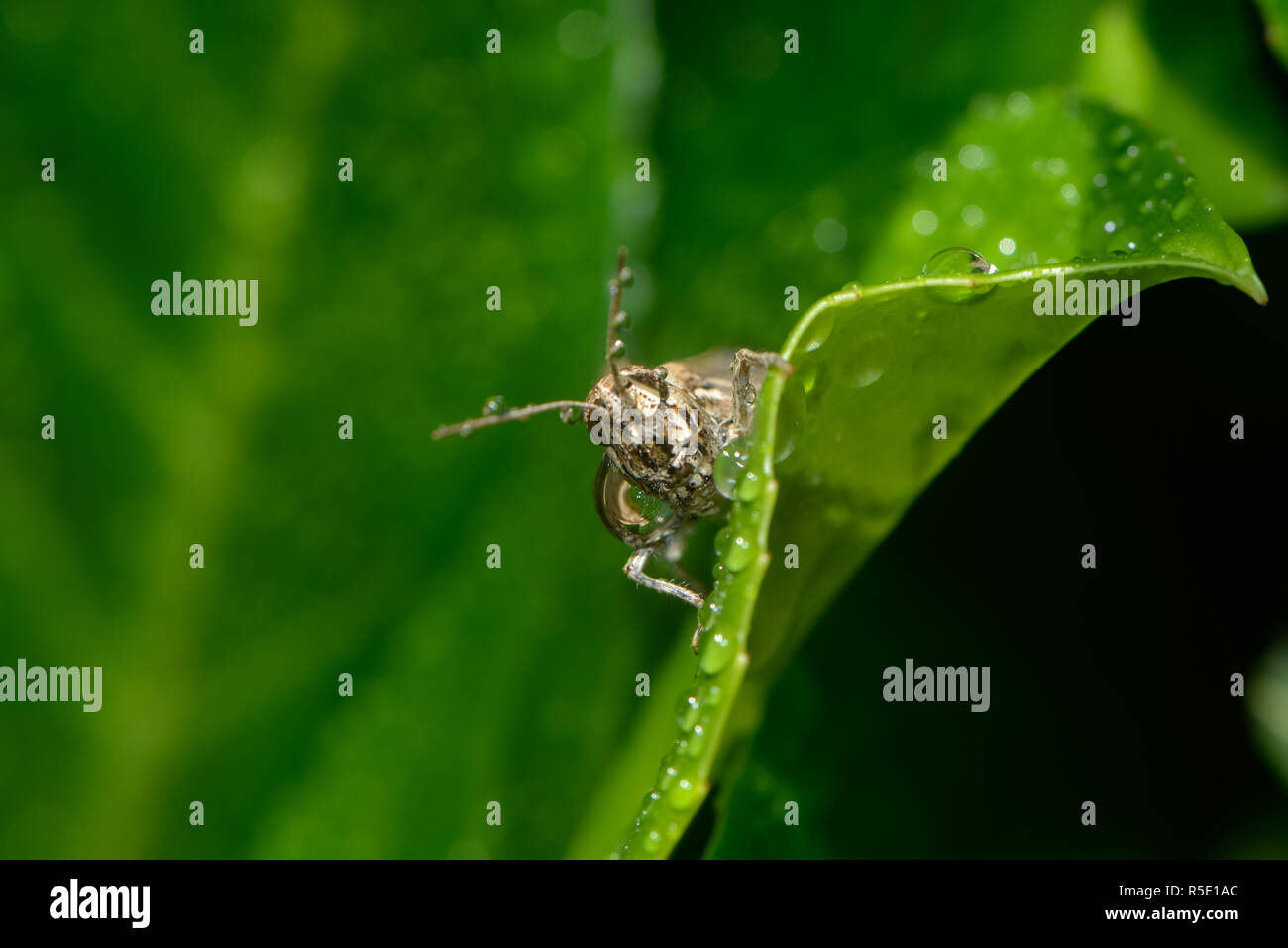 grasshopper in the rain on a leaf Stock Photo - Alamy