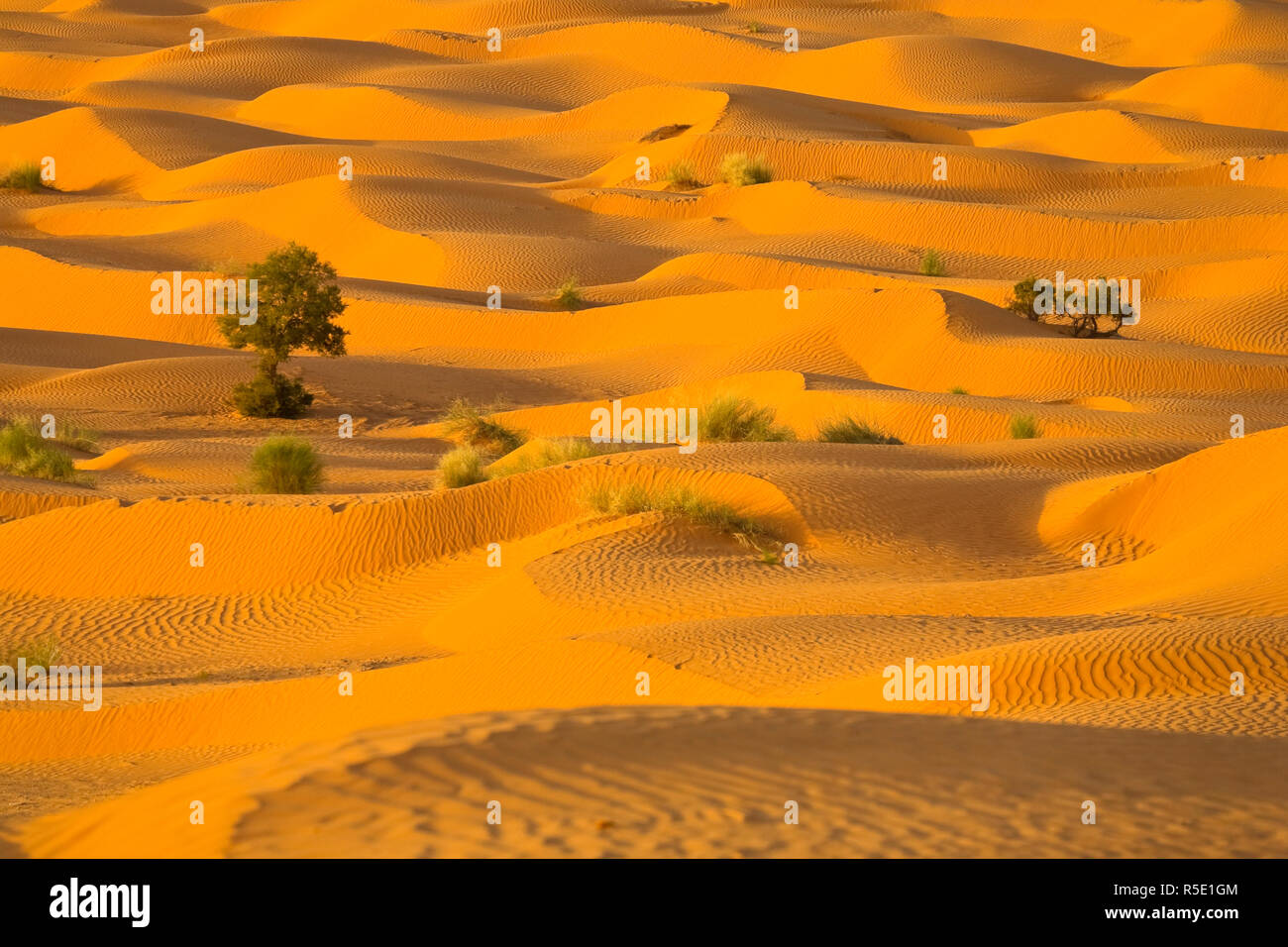 Africa, Tunisia, Ksar Ghilane Desert Oasis Stock Photo - Alamy